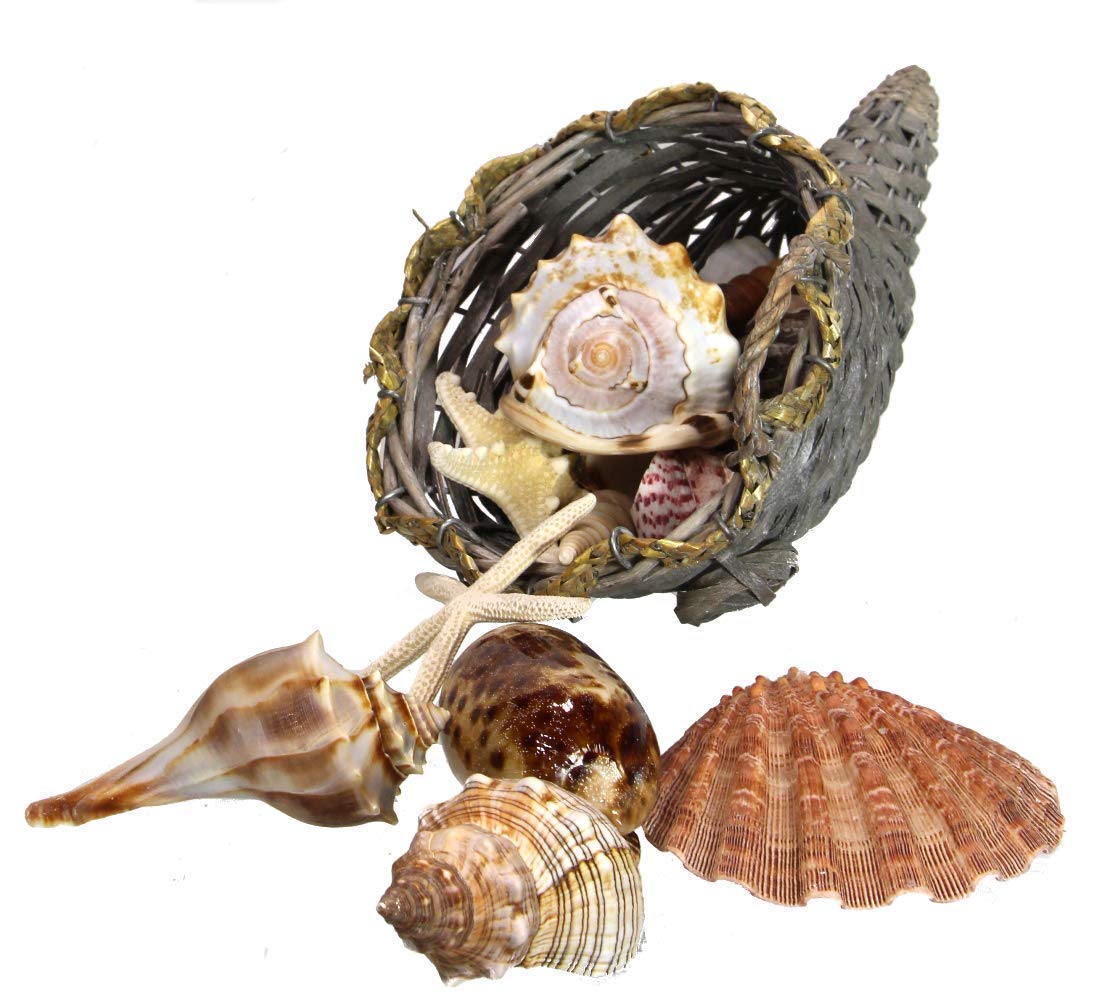 Amazon.com: Cornucopia Basket - Seashell Harvest, Nautical Thanksgiving ...
