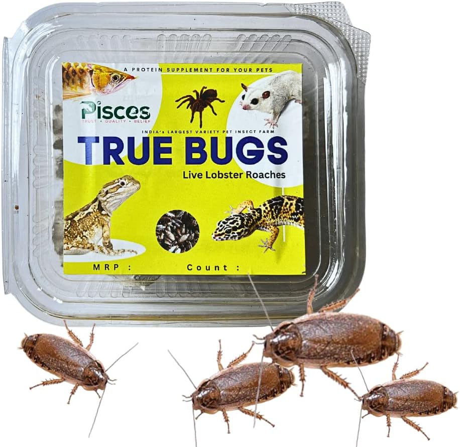 Milli Entopro's Black Soldier Fly - Live Larvae, a Protein and Calcium ...