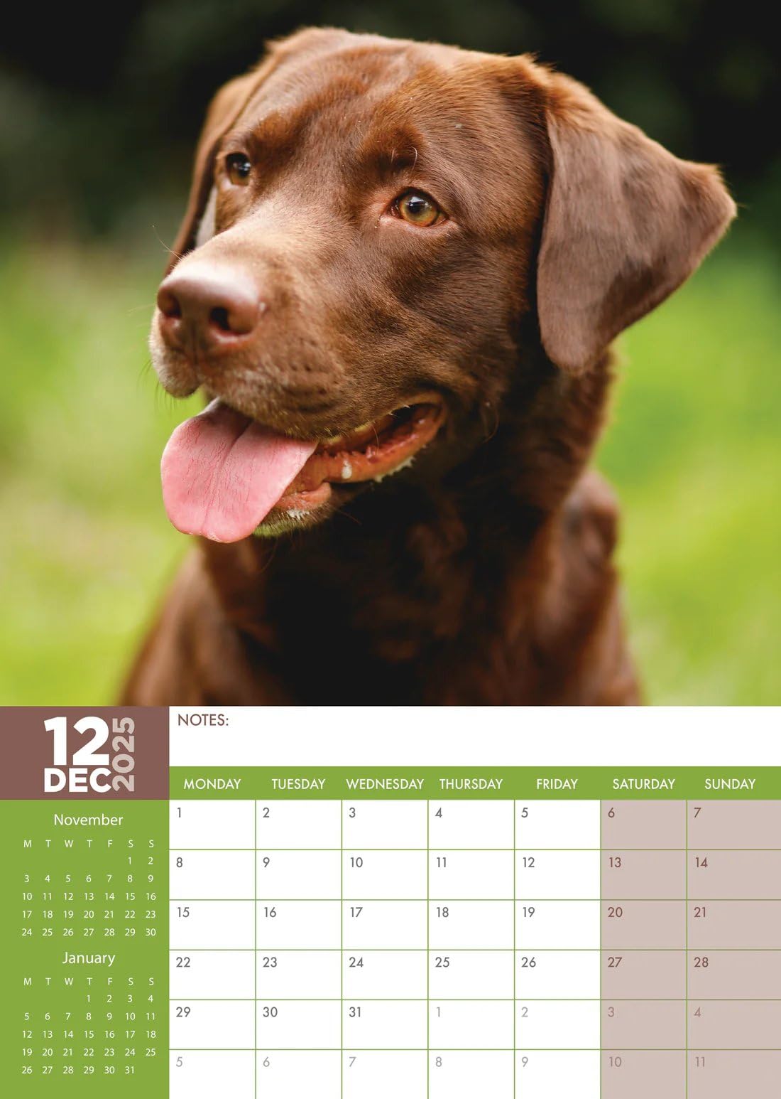 Chocolate Labrador Retriever 2025 Calendar, Wirobound, A3, Full Colour ...