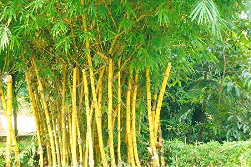 Arlo Live Plant SMALL YELLOW BAMBOO LIVE PLANT- 4 PLANT : Amazon.in ...