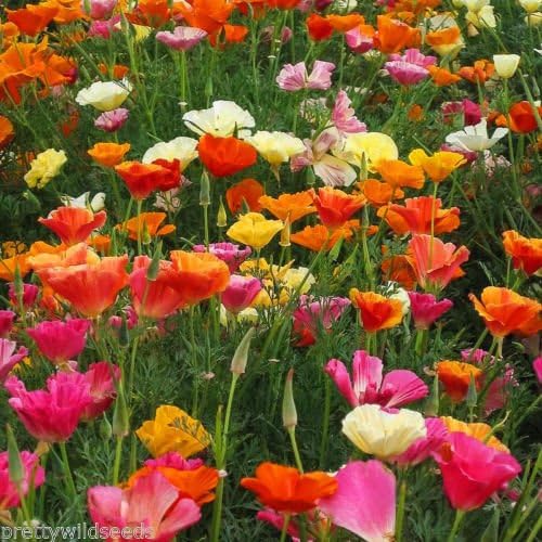 California Californian Poppy Mix - Escholtzia californica - 8,000 Seeds ...