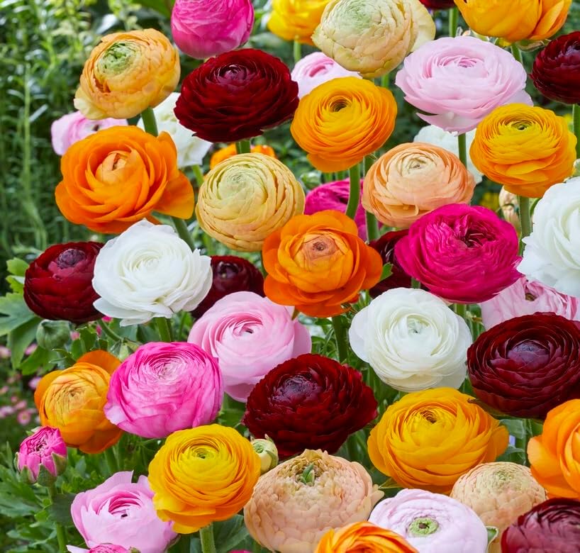 Amazon.com : Mixed Color Ranunculus Bulbs for Planting - Easy to Grow ...