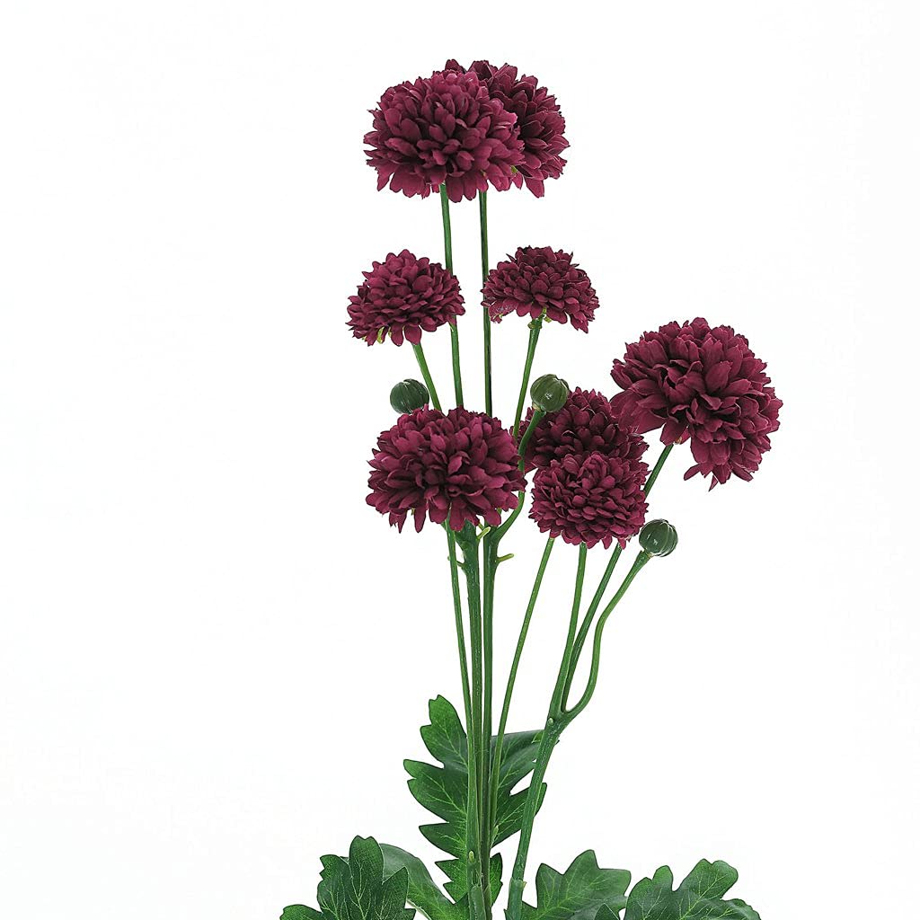 Chrysanthemum Plant Stem