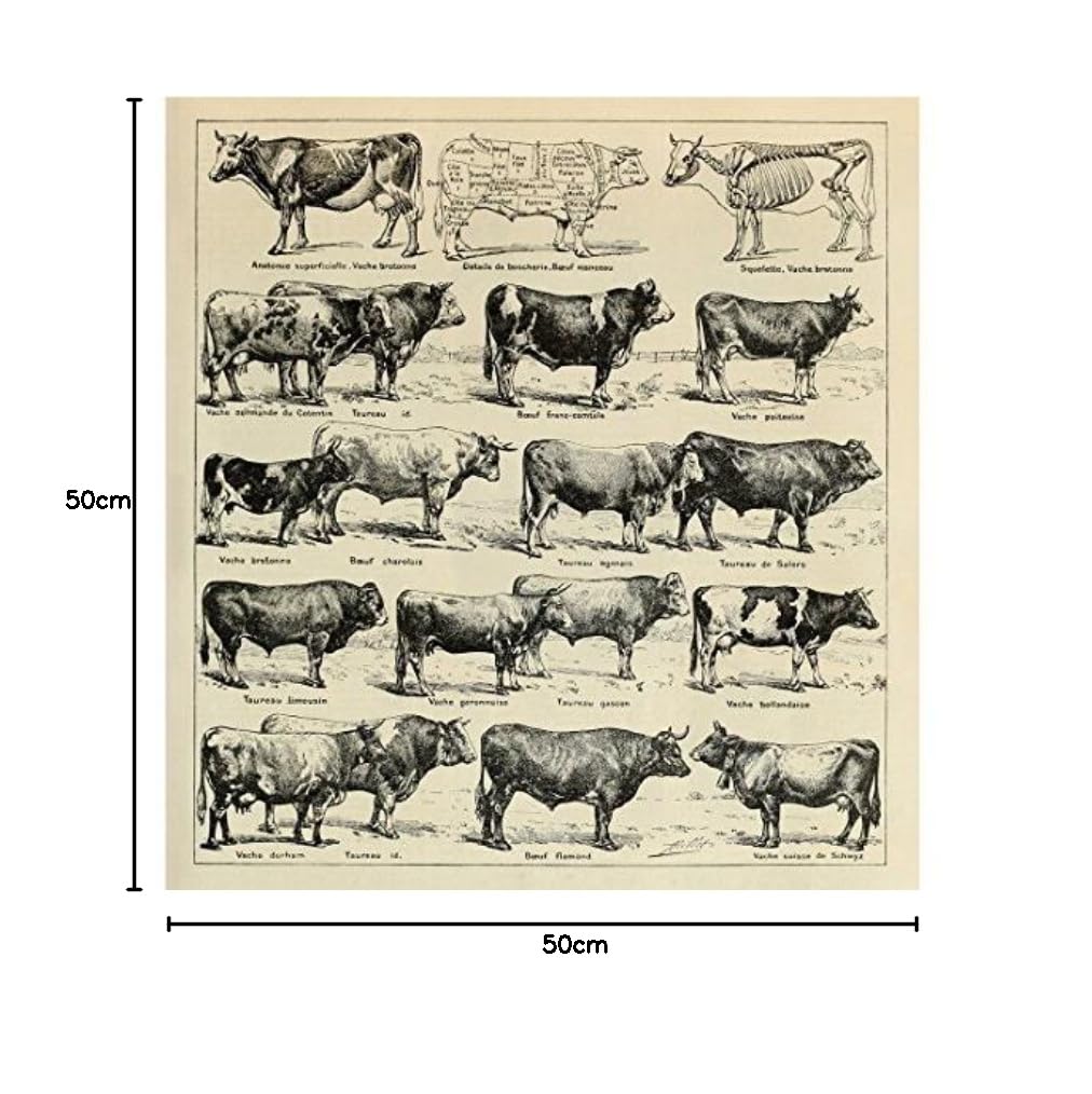 Cattle Identification Chart Dairy Cattle Illustration Stock Vector.