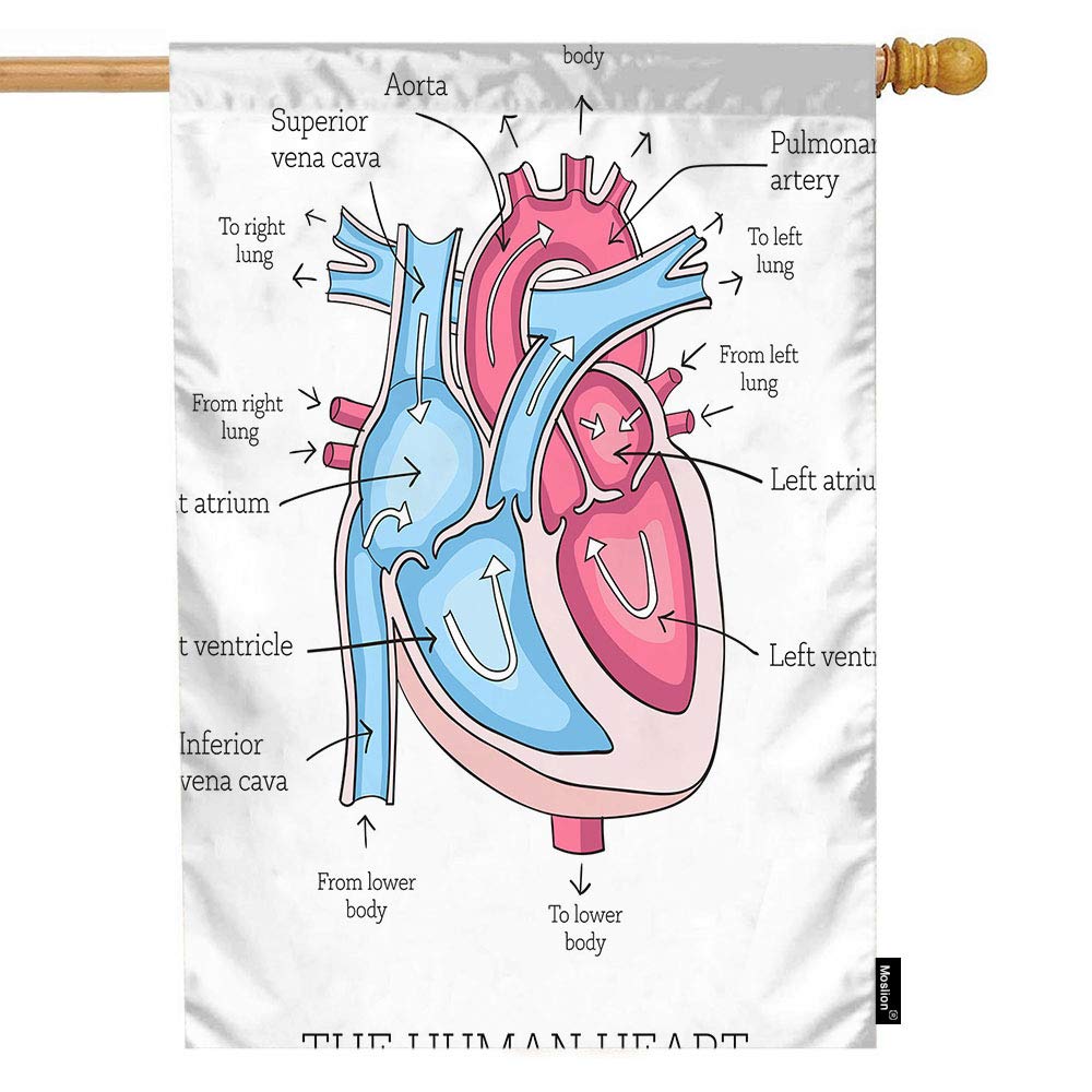 Heart Model Labeled Simple