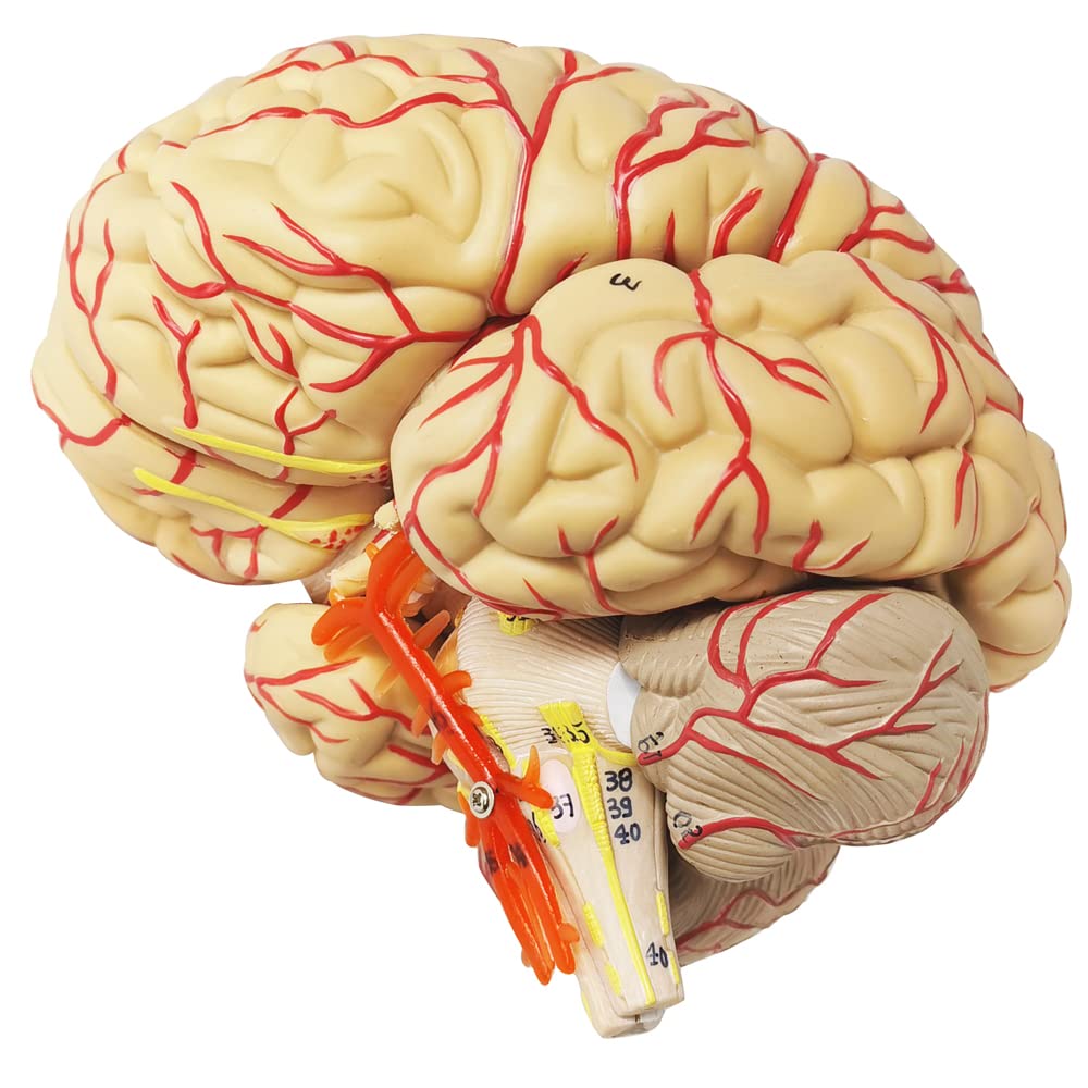 Snapklik.com : Evotech Human Brain Model w/Arteries, 9 Parts Life Size ...