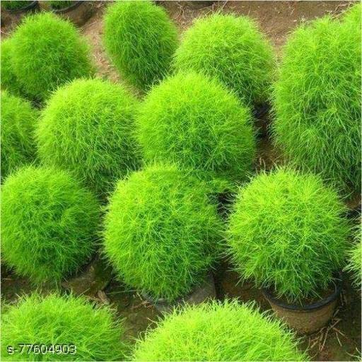 Kochia burning bush seeds, Seeds for burning bush kochia, Best burning ...