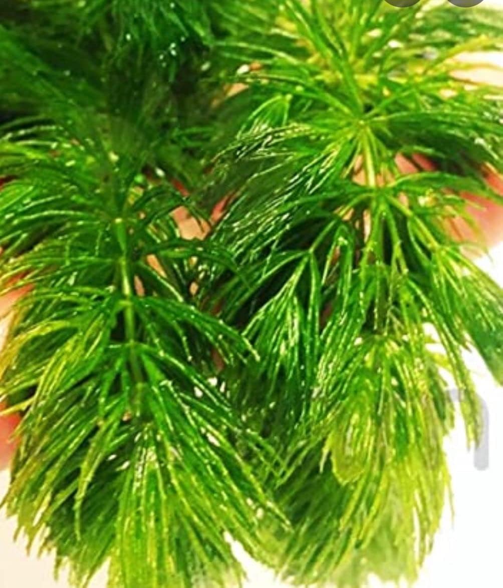 Amazon.com: Live Plant Hornwort Aquarium and Pond Aquatic Plant 4 ...