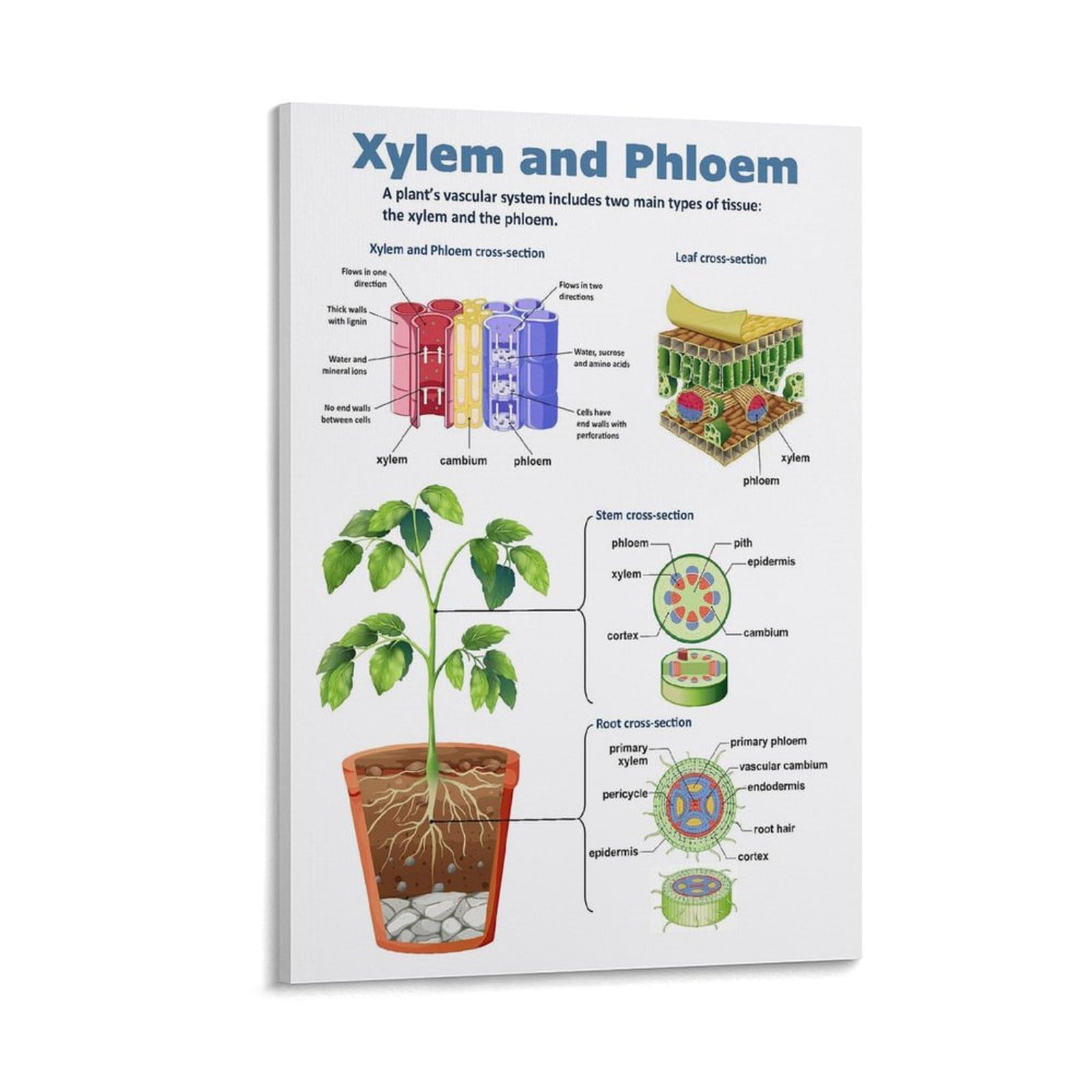 Xylem And Phloem Diagram For Kids Xylem And Phloem Lesson Plans