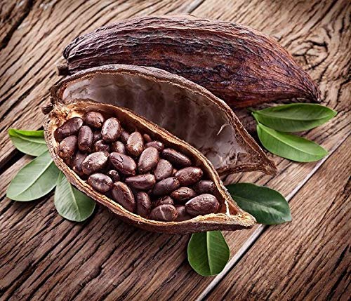 Creative Farmer Live Fruit Plant Coco/Chocolate Plant Cacao (Theobroma ...