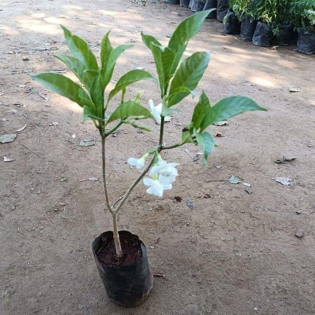Mphmi Seedless Plant Plants Flower Double Chandni pune variety in 5 ...