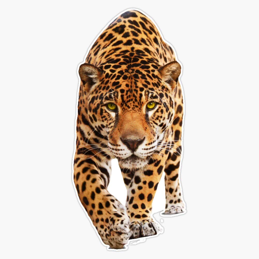 Amazon.com - Jaguar Sticker Sticker Vinyl Waterproof Sticker Decal Car ...