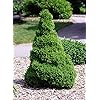 Amazon.com : Picea glauca 'Conica' (Dwarf Alberta Spruce) Evergreen, #3 ...