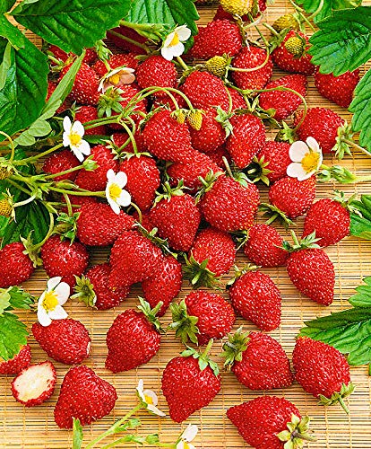 Amazon.com : CEMEHA SEEDS - Alpine Strawberry Baron Solemakher ...
