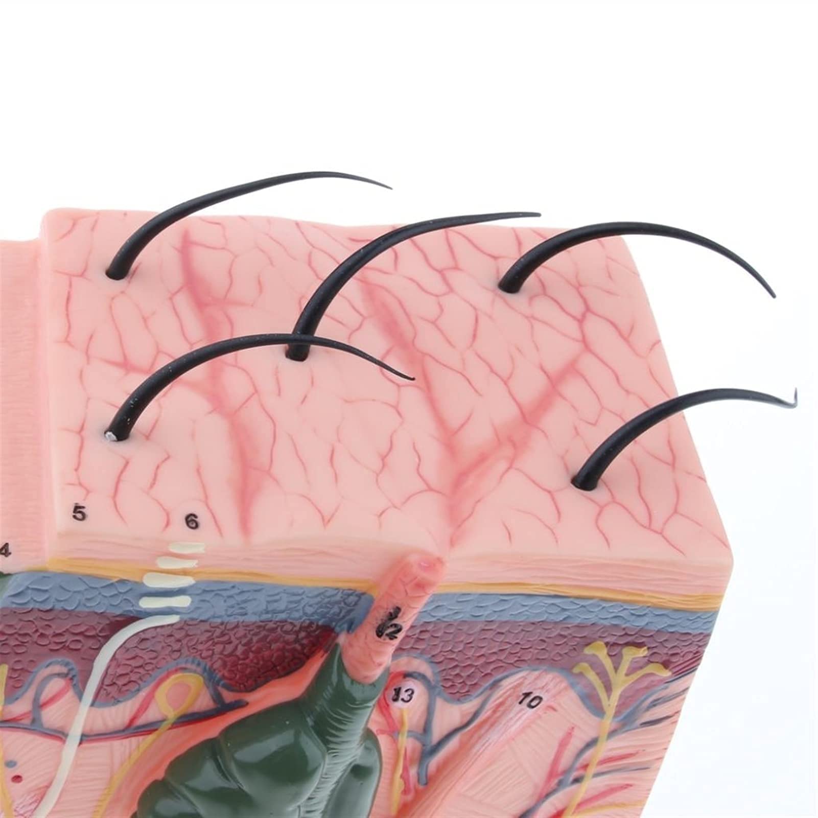 Buy SaiFei 1pc Anatomical Models Human Body Skin Structure Anatomy ...