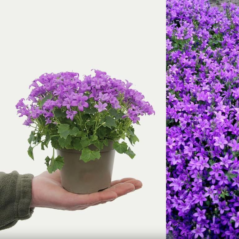 Campanula Porto Bell Flowers Indoor Plant In 11cm Pot Produces