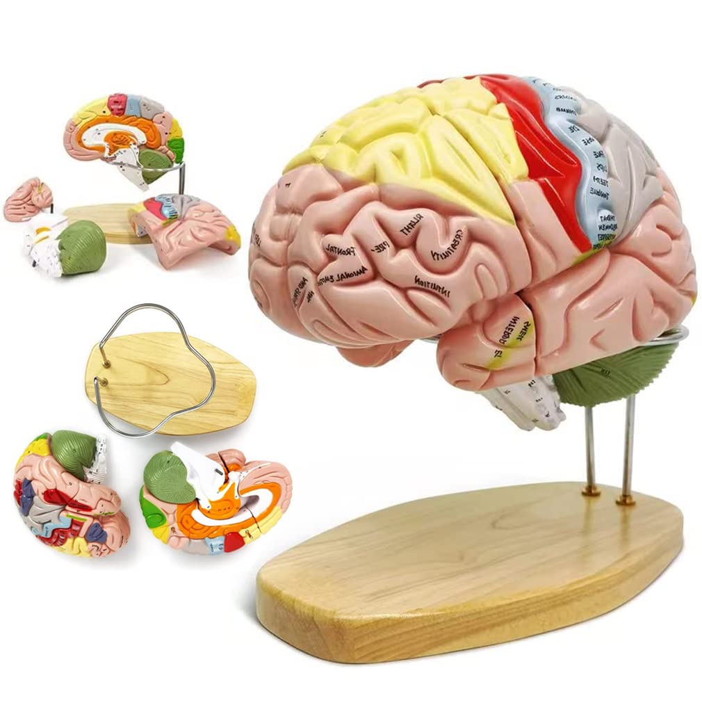 Uigjiog Brain Model Human Anatomy Model 2times Life Size Human ...