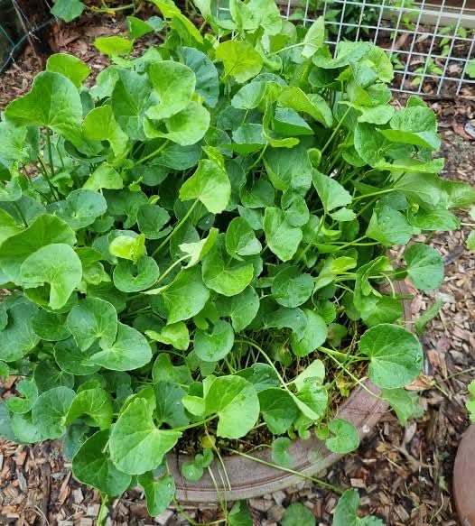 Thankuni tree original Varaity tree pack of 1 with grow bag : Amazon.in ...