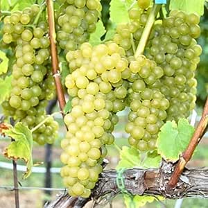 Amazon.com : White Grape Vine - Wine Grape Plant Live 2 Year Old Bare ...
