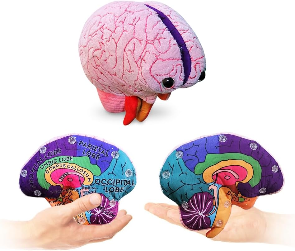 GIANTmicrobes Brain Model, Human Brain Anatomy Model, Brain Model for ...