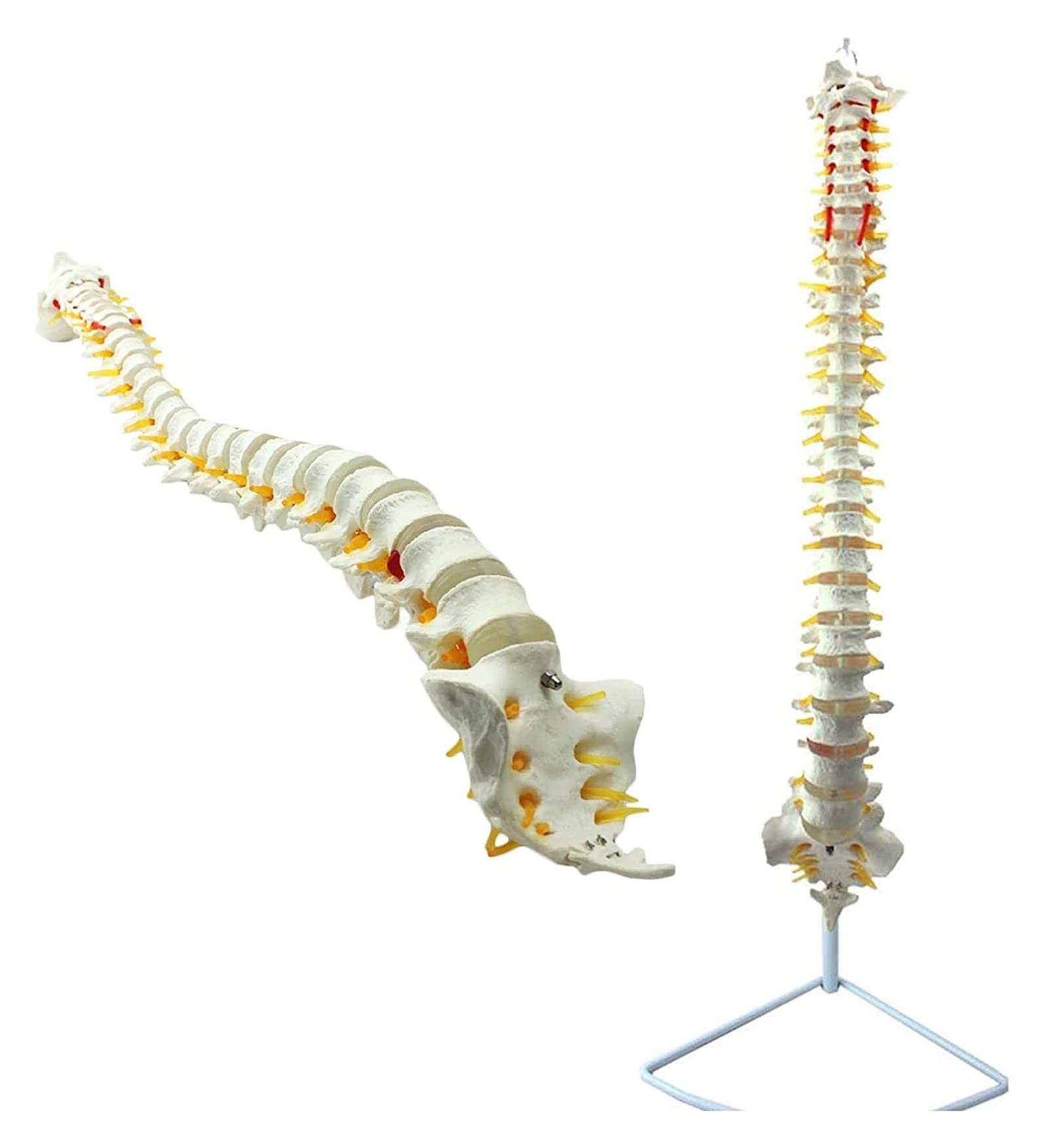 Buy Study Model Human Spine Model Lumbar Spine Cervical Vertebra ...