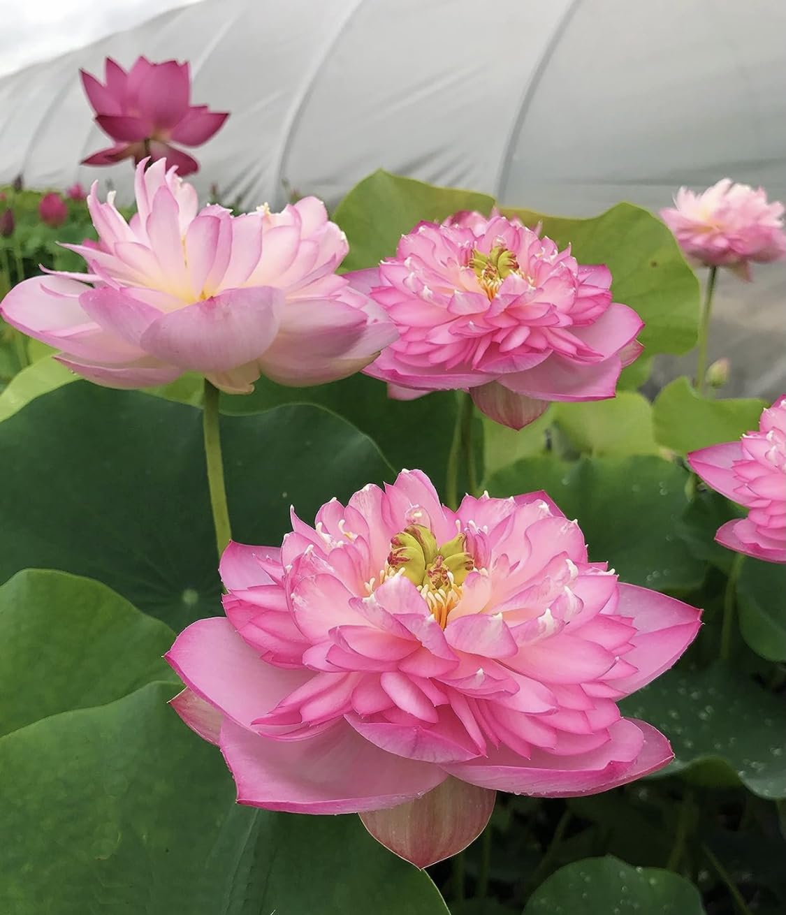 KRISHIMART Lotus Mix Flower Seeds (Pack Of 15 Seeds) - All Mix Colors ...