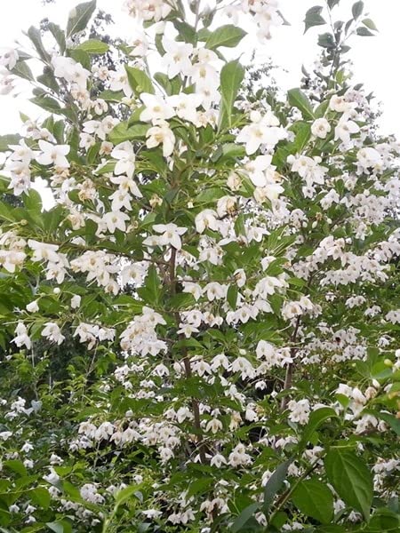 Buy TriStar s - Japanese Snowbell Tree, 1 Gallon Trade Pot, 4'ft Tall ...