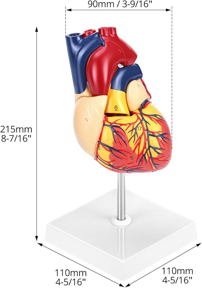 Human Heart Model Human Heart Model 2 Part Life Size Anatomically