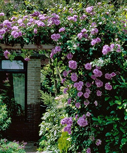 Angel Face Climbing Rose Rose 'Angel Face' Climber Hello Hello
