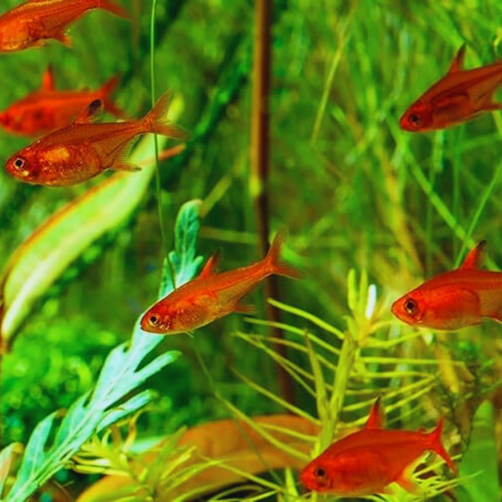 Amazon.com : Ember Tetra Live Fish (Pack of 20 Fish) - Live Fish for ...