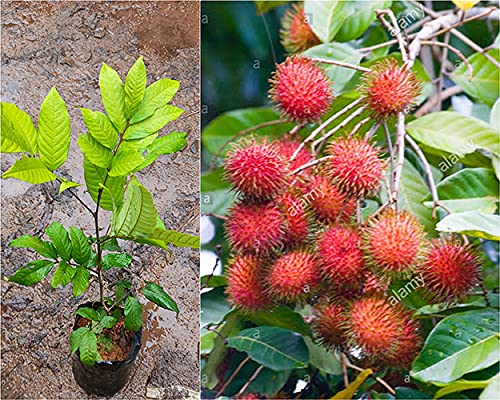 Trothic Gardens Rambutan E35 Grafted Fruit Live Plant : Amazon.in ...