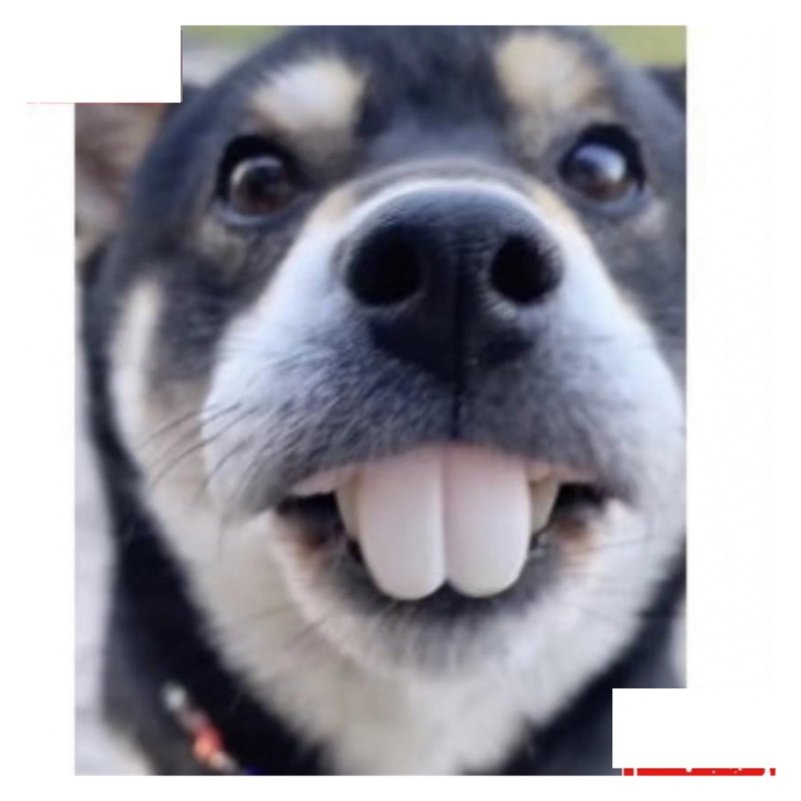 Husky Teeth Memes My Husky FREAKS OUT When We Tell Her We're Getting