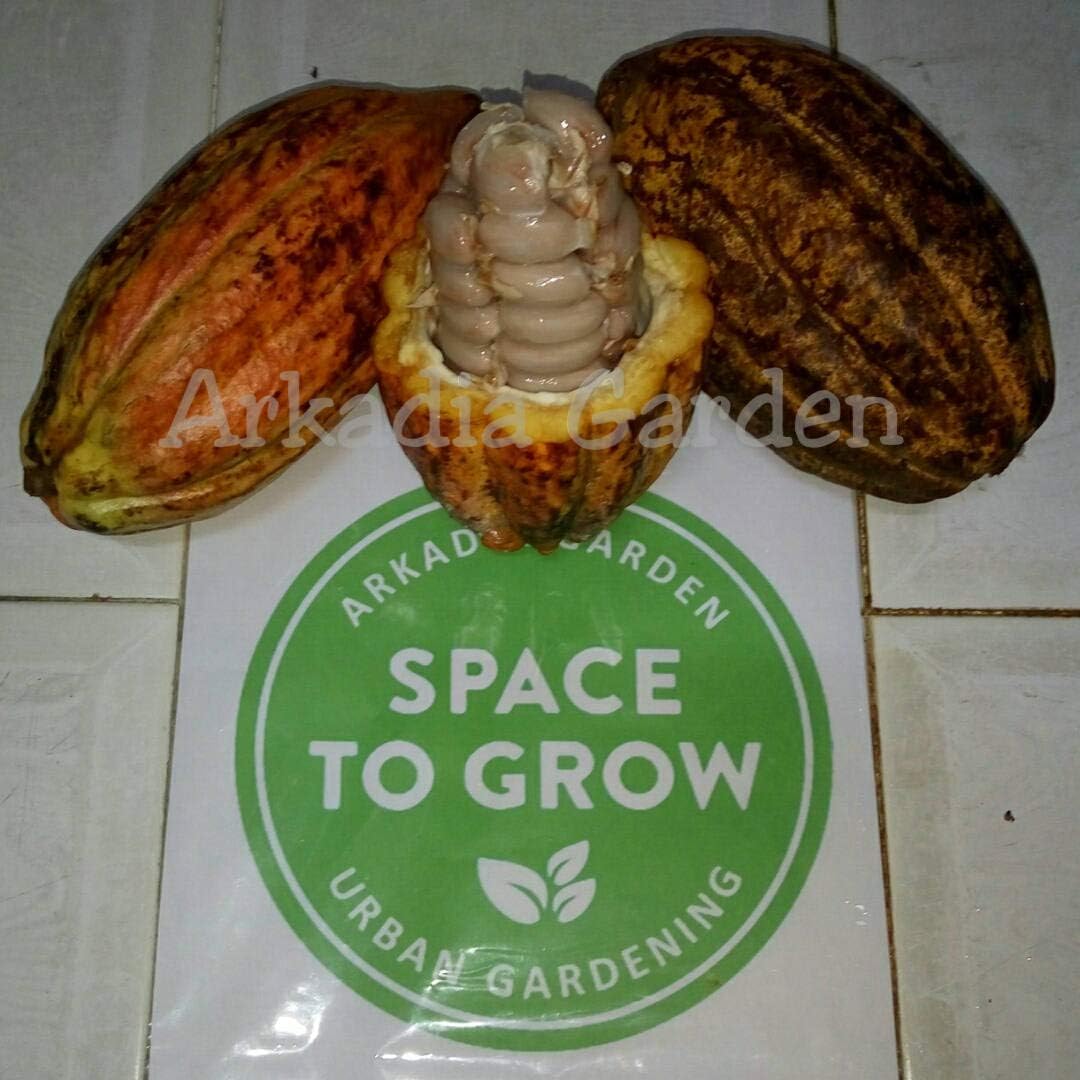 Germination Seeds: 20 Seeds: Heirloom Cocoa Seeds | Theobroma Cacao ...