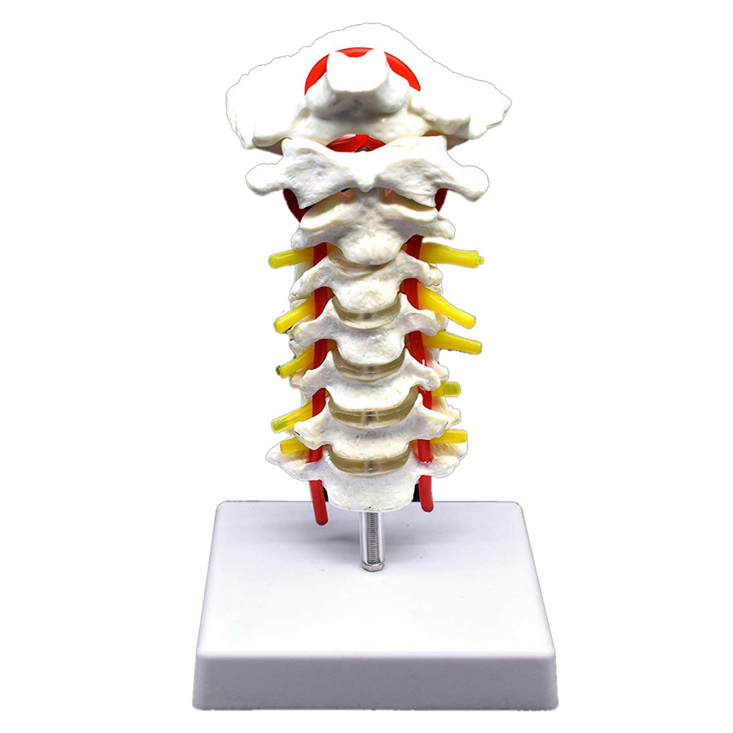 Buy Haude Vertebra Cervical Artery Vertebral Spine Nerves Anatomical ...