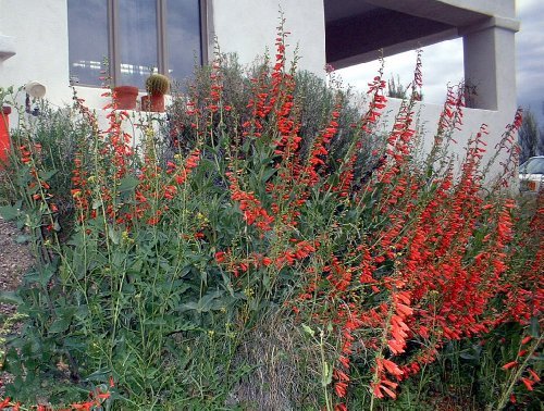 Penstemon Eatonii Southwest Colorado Wildflowers, Penstemon Barbatus