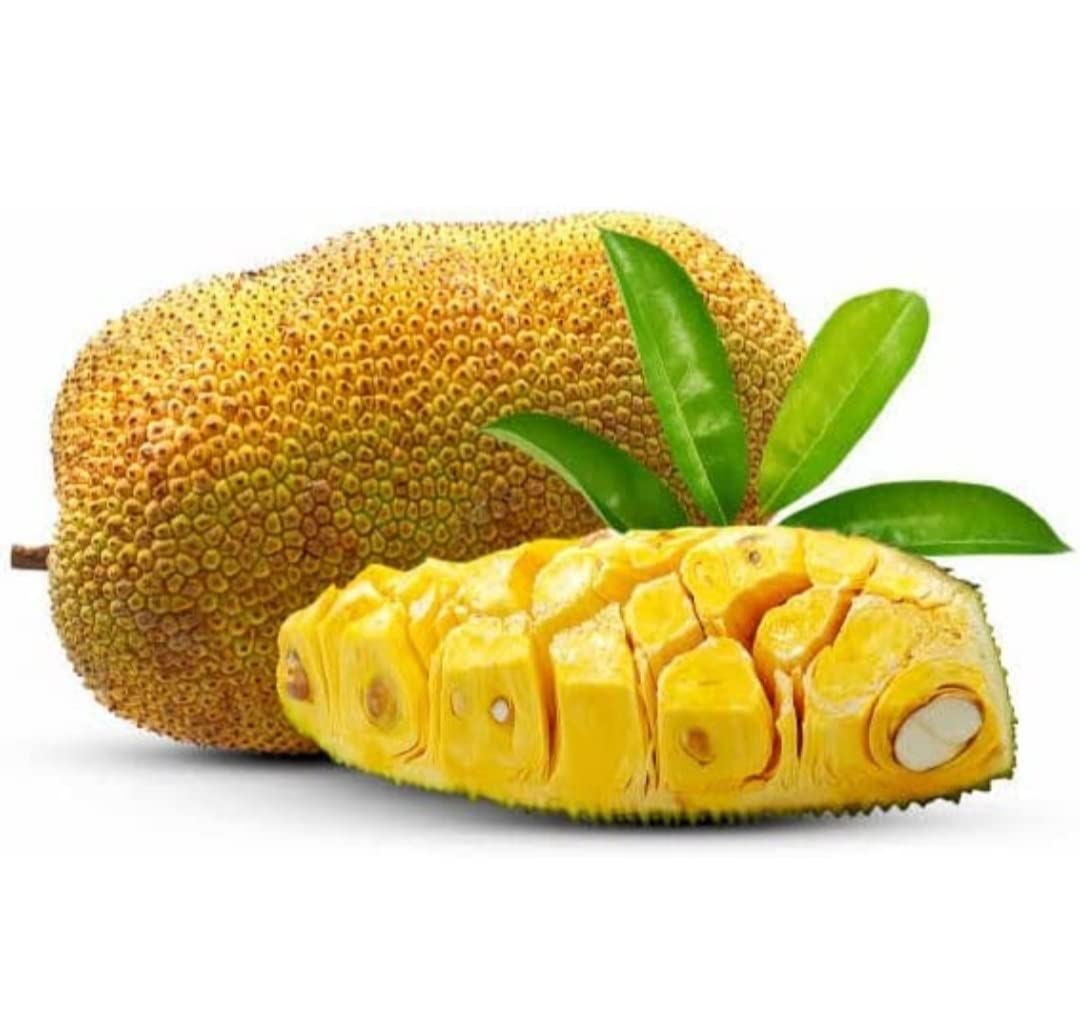 Buy The Little Boo - Original Baramasi /Alltime Thailand Grafted ...