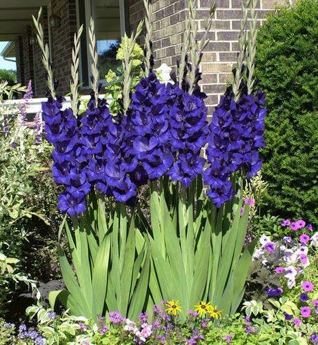 Amazon.com : 10 Gladiolus Blue Color Flower Bulb Perennial Summer Plant ...