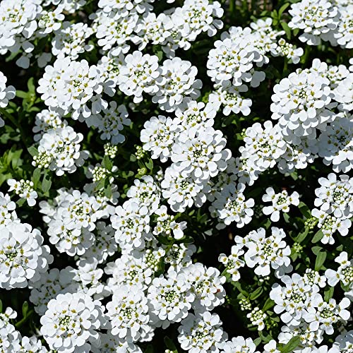 Iberis sempervirens - How to grow & care