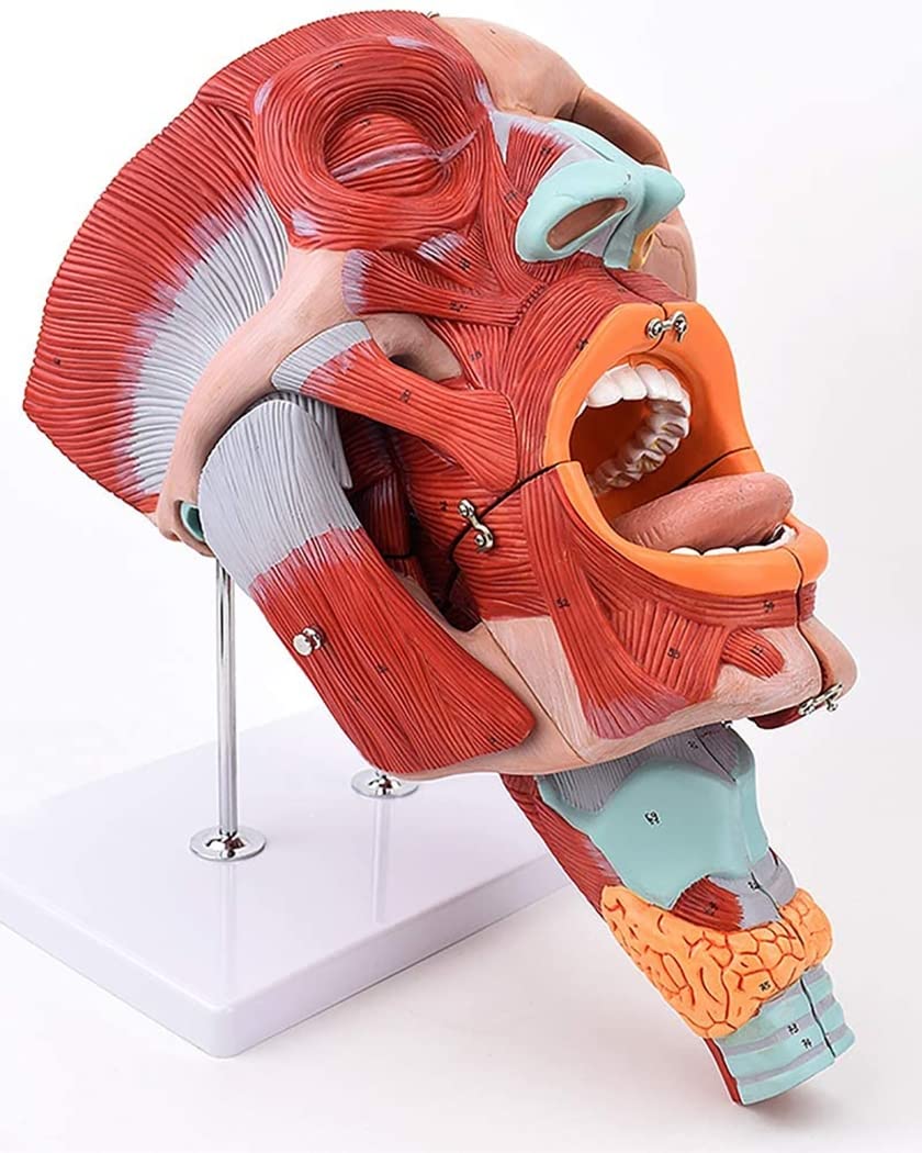 Anatomie Van De Ventrale Tong