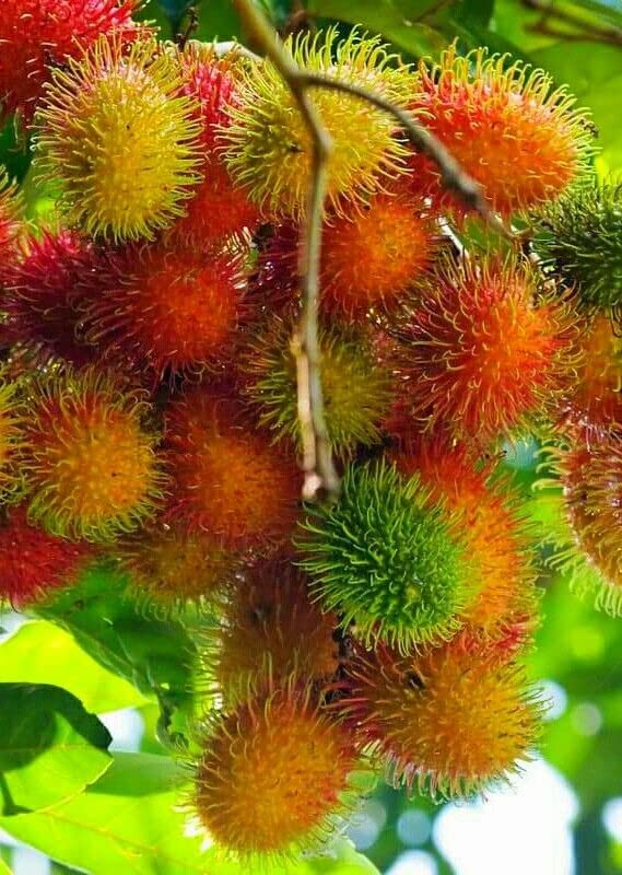 Cloud Farm Live Rare Yellow Rambutan Hybrid Exotic Fruit Seedling Live ...