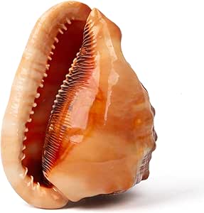 Large Natural Sea Shells, Huge Ocean Conch 15-16 cm Jumbo Seashells ...