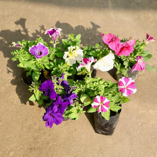 Mphmi Seedless Plant Me Flower Plants Set of 5 - Petunia (colour) in 4 ...