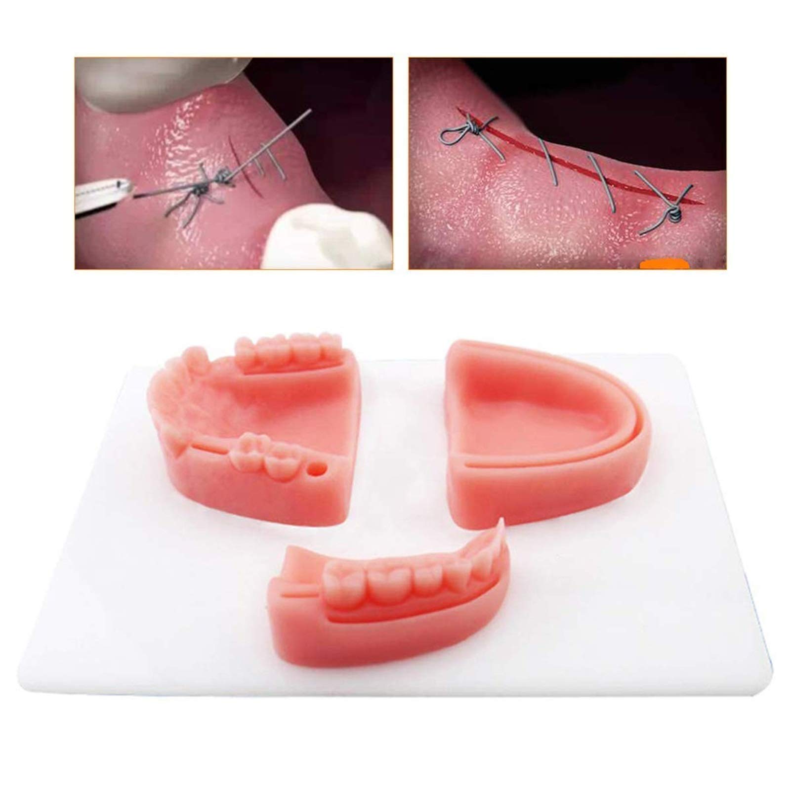 Buy Anatomy Model, Oral Suture Training Model - 3-in-1 Oral Suture ...