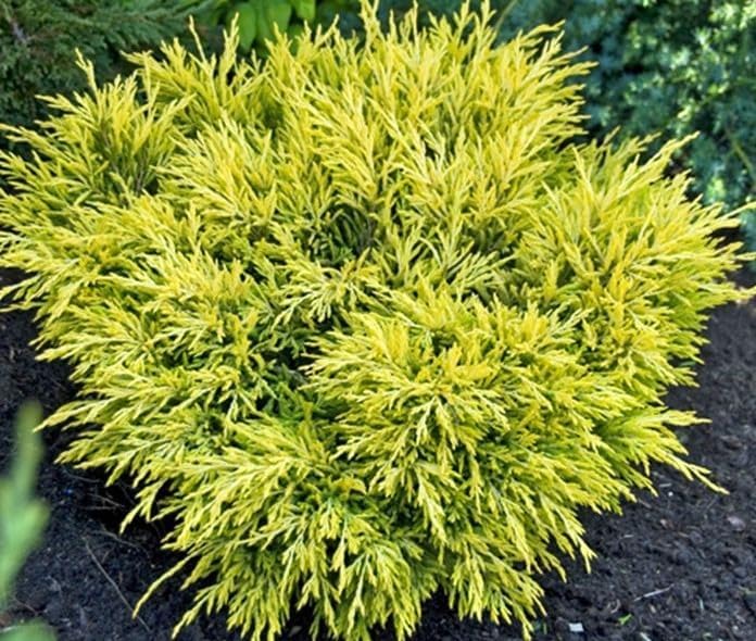 Amazon.com : Lime Glow Spreading Juniper - Live Plant - (1 QT) : Patio ...
