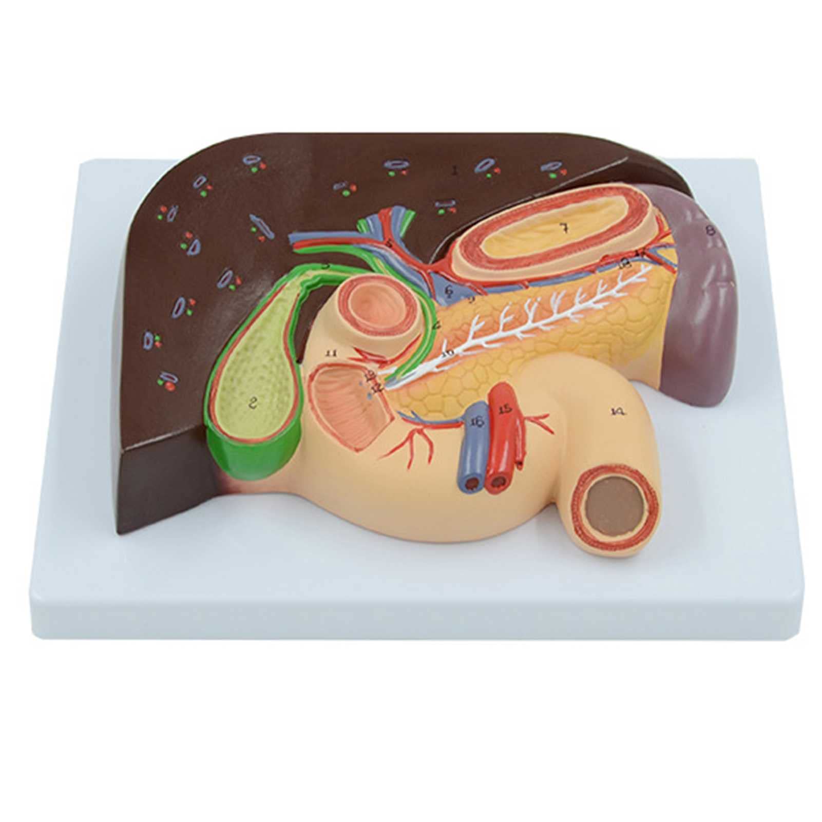 Buy Human Organ Model, tric Anatomy Model Gallbladder Pancreas ...