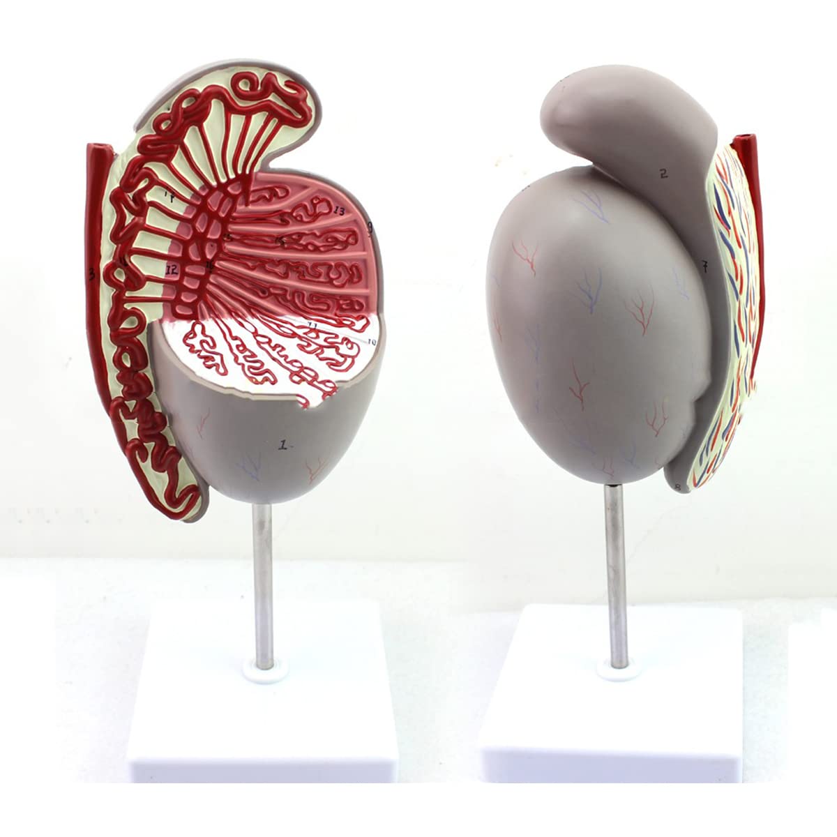 Buy Male Testis Model 3.5 Times Magnification Male Reproductive Organ ...