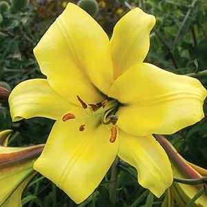Amazon.com : Burpee Golden Splendor' Lily 3 Flowering, 14-16 cm Bulb ...