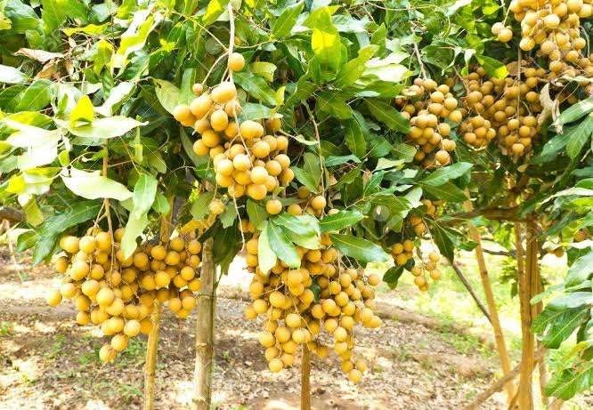 Cloud Farm Live Rare Dwarf Longan Fruit Plant, Thailand Variety Healthy ...