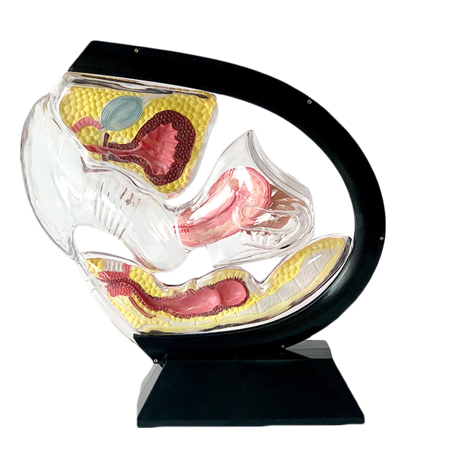 Buy Human Anatomical Model, Transparent Uterus Model Visible Uterine ...