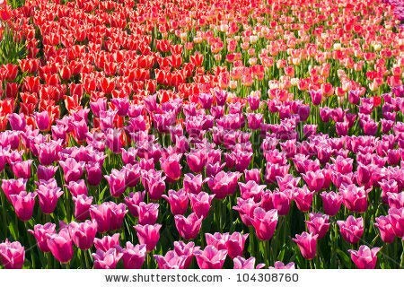 Bloom Booster/Flower Nutrient 100 g : Amazon.in: Garden & Outdoors